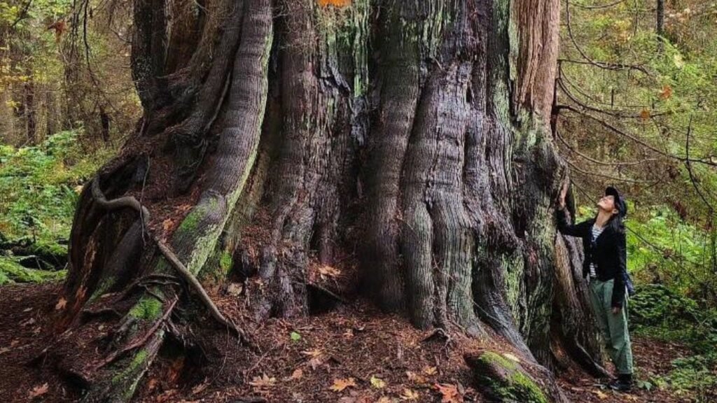 Tours to Explore Ancient Forests: A Natural Wonder Awaits